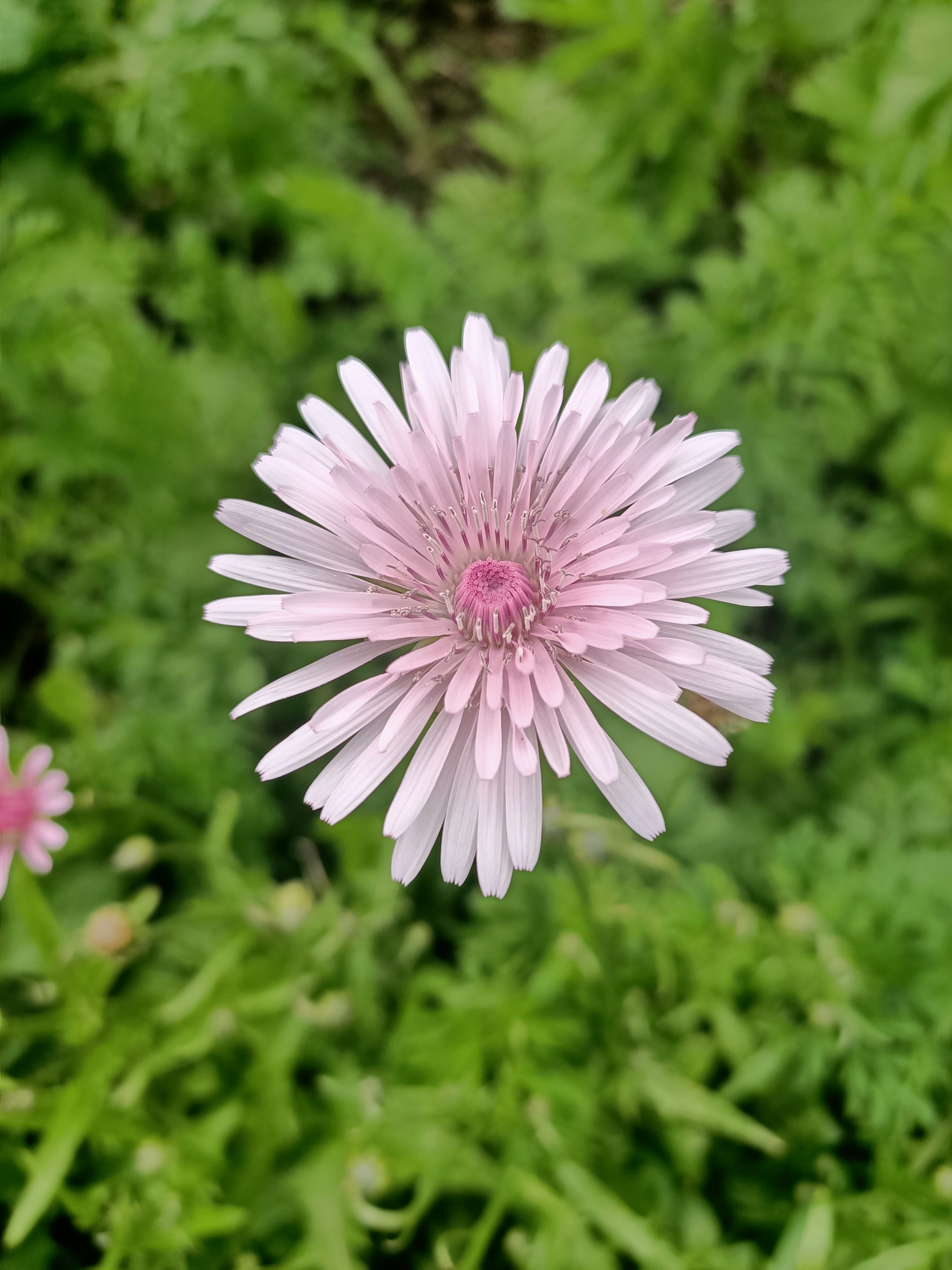 Crepis Rubra Hawksbeard Flower Seeds Tasmania – Gatherer Forager