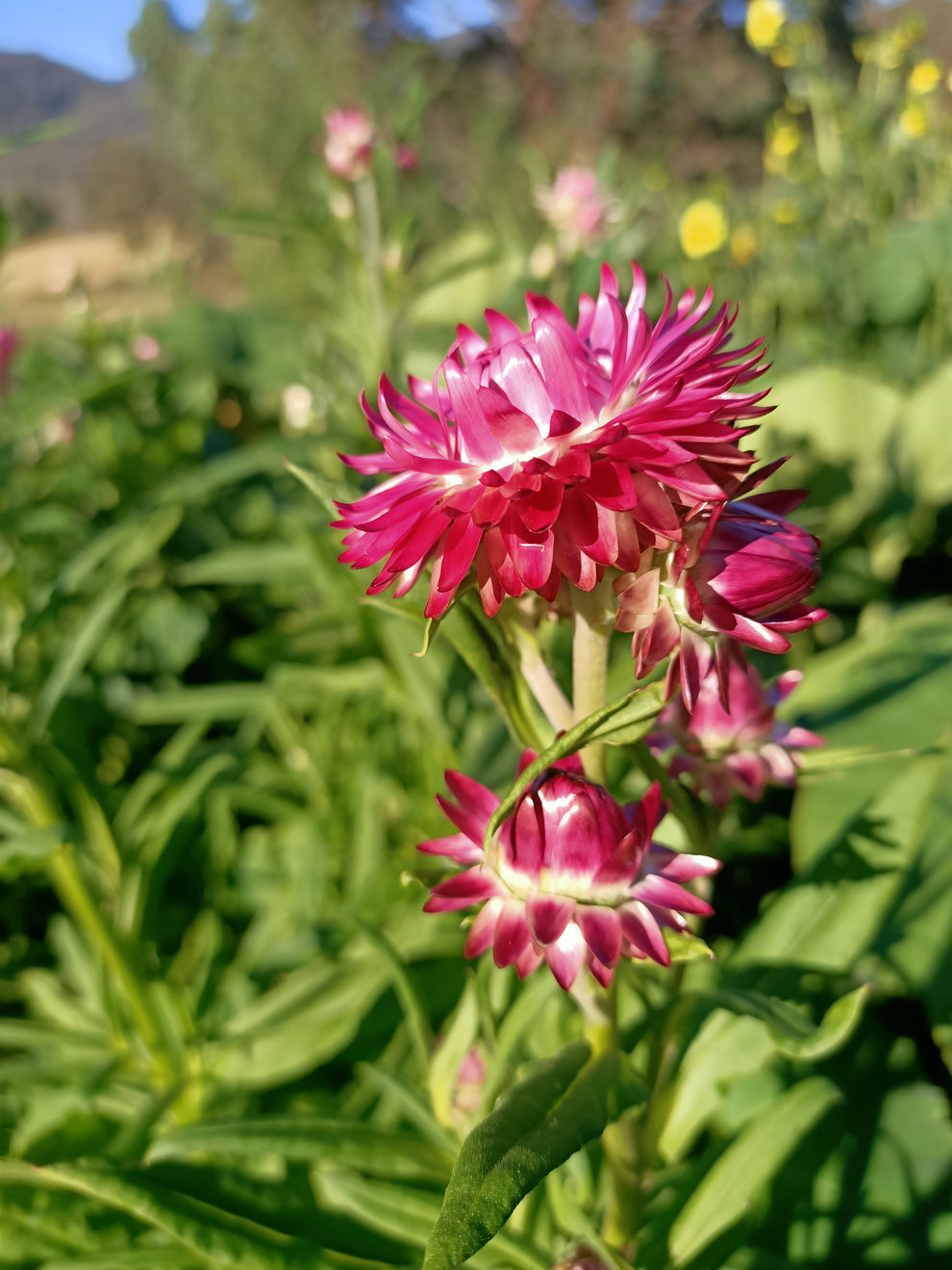 Everlasting Daisy Silver rose Tasmanian Seeds – Gatherer Forager