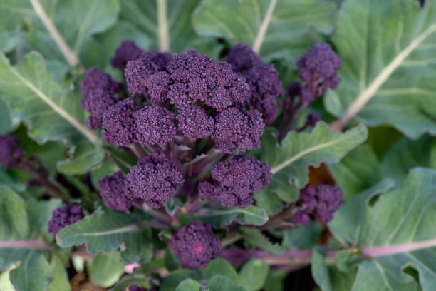 Broccoli Purple sprouting seeds Tasmania – Gatherer Forager