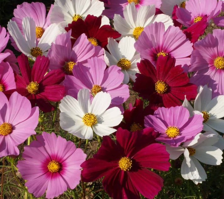 Cosmos sensation mixed seeds Australia